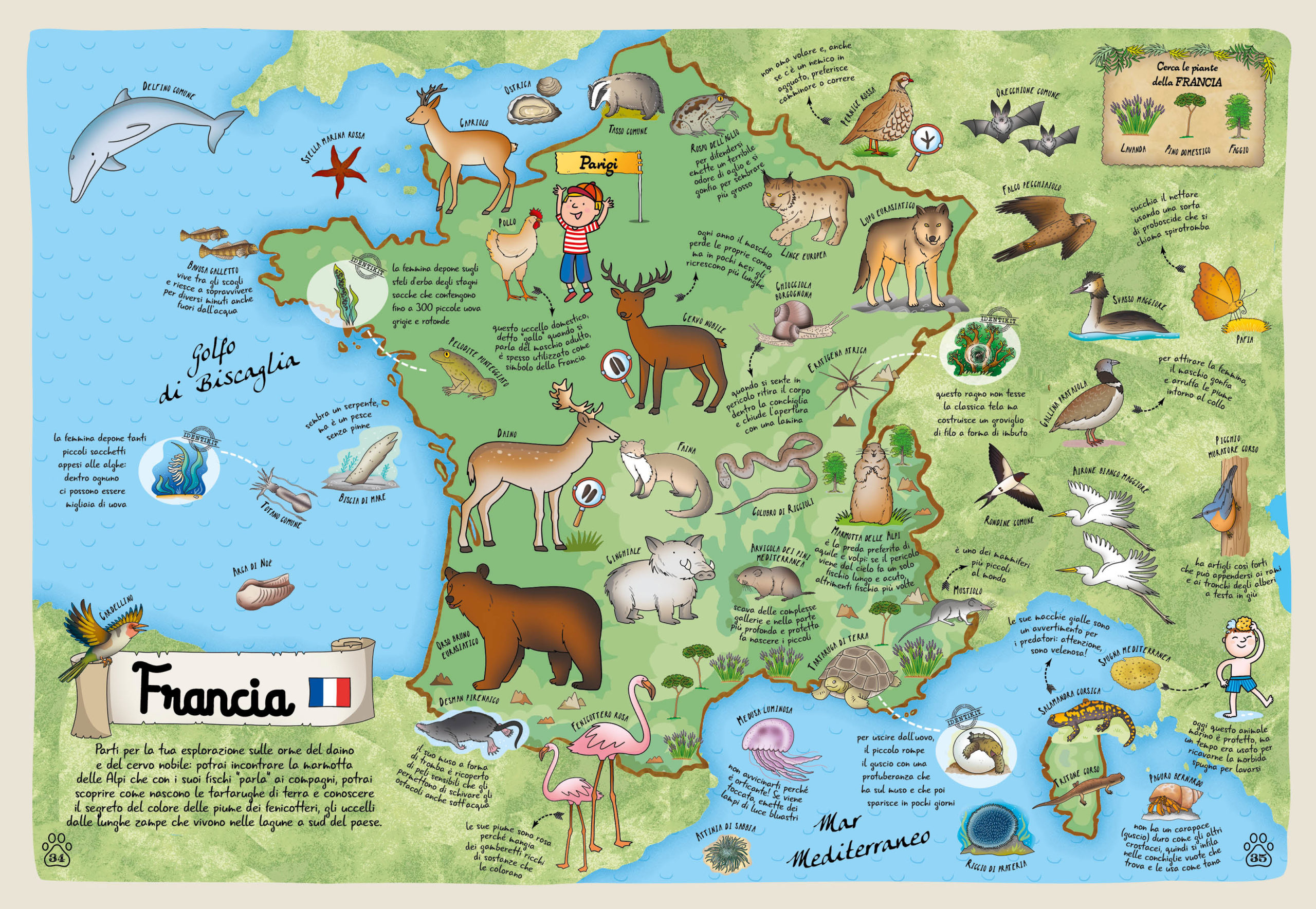 Animal Maps - Dalcò Edizioni